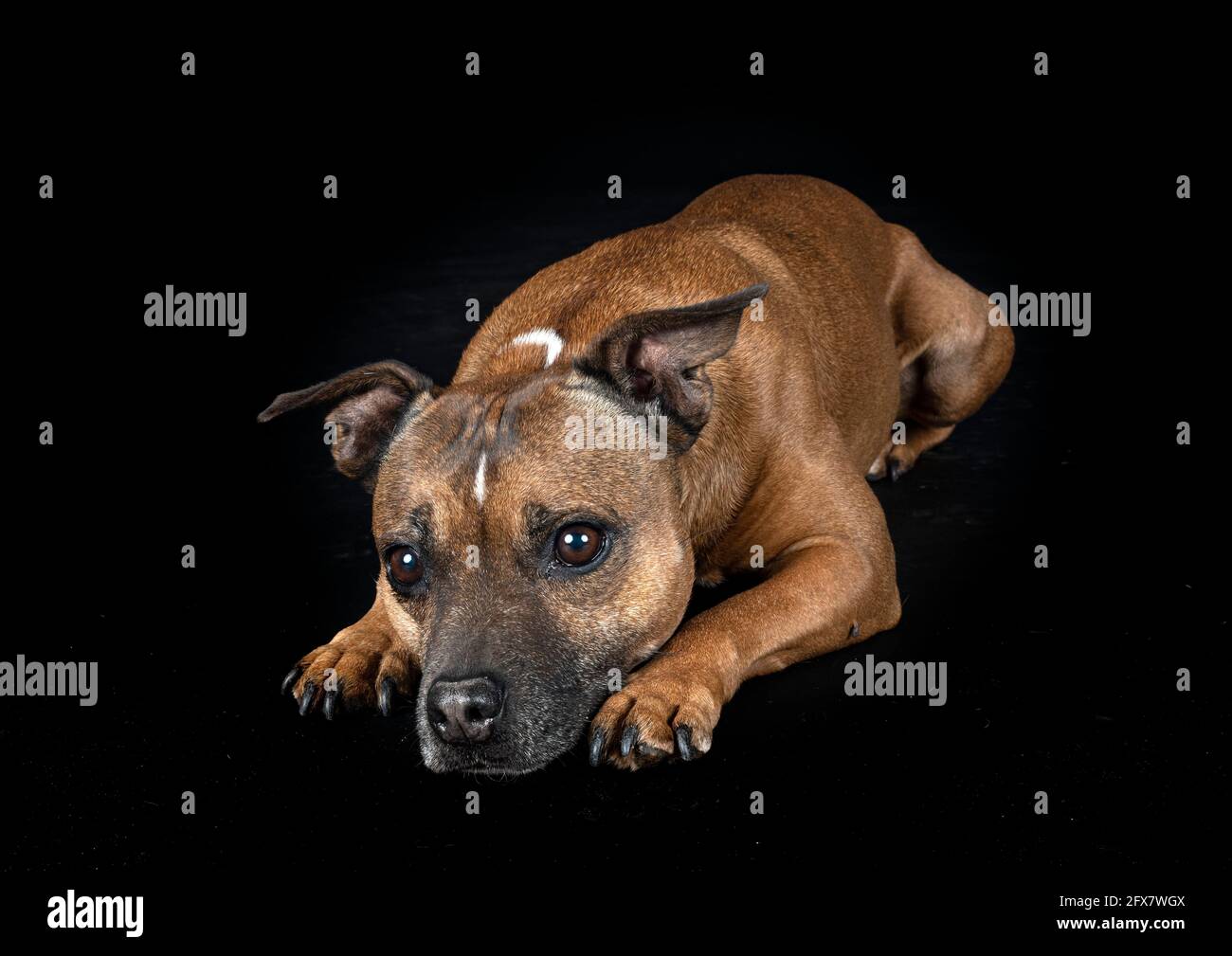 staffordshire bull terrier in front of black background Stock Photo - Alamy