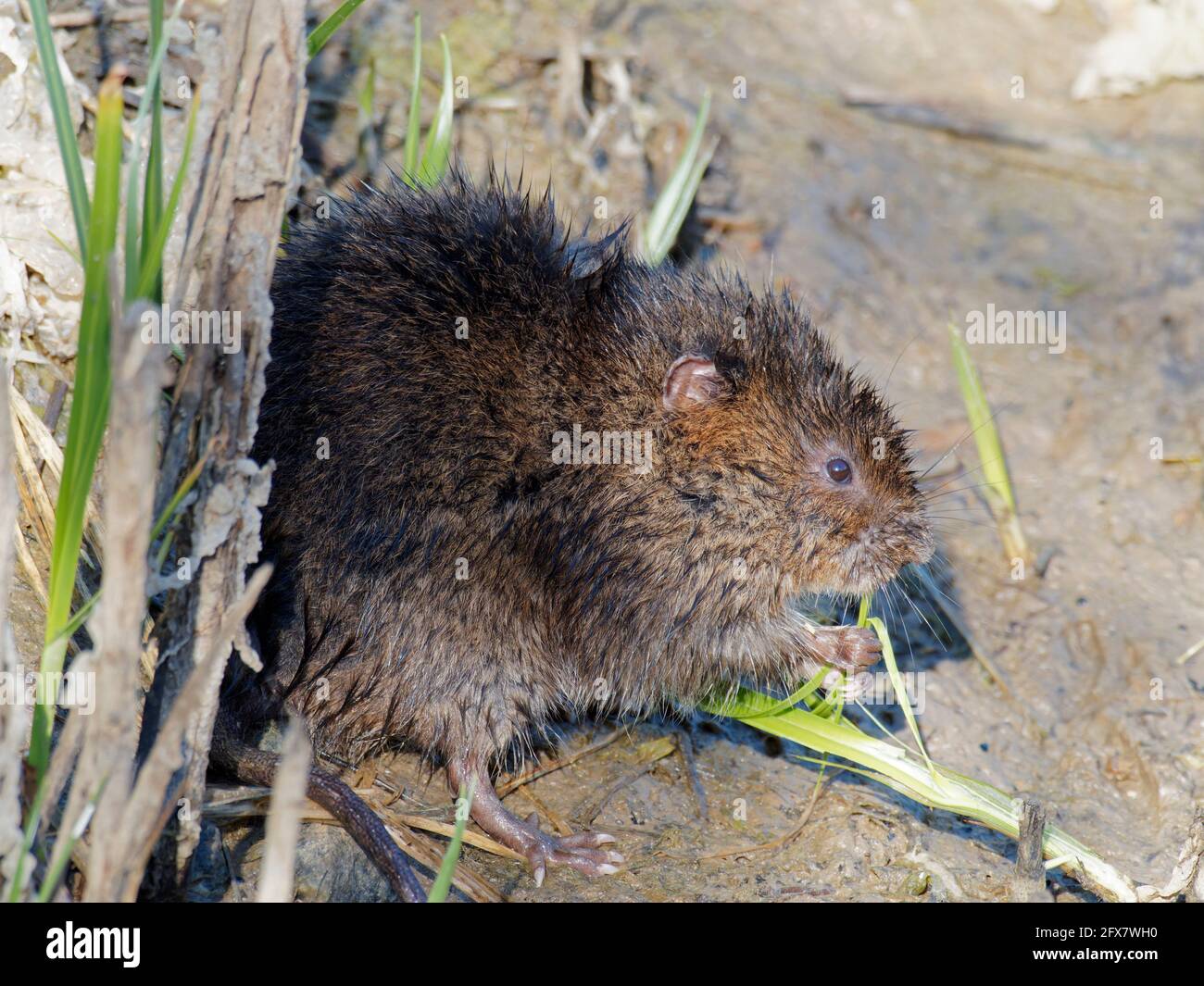 Bank voles uk hi-res stock photography and images - Alamy
