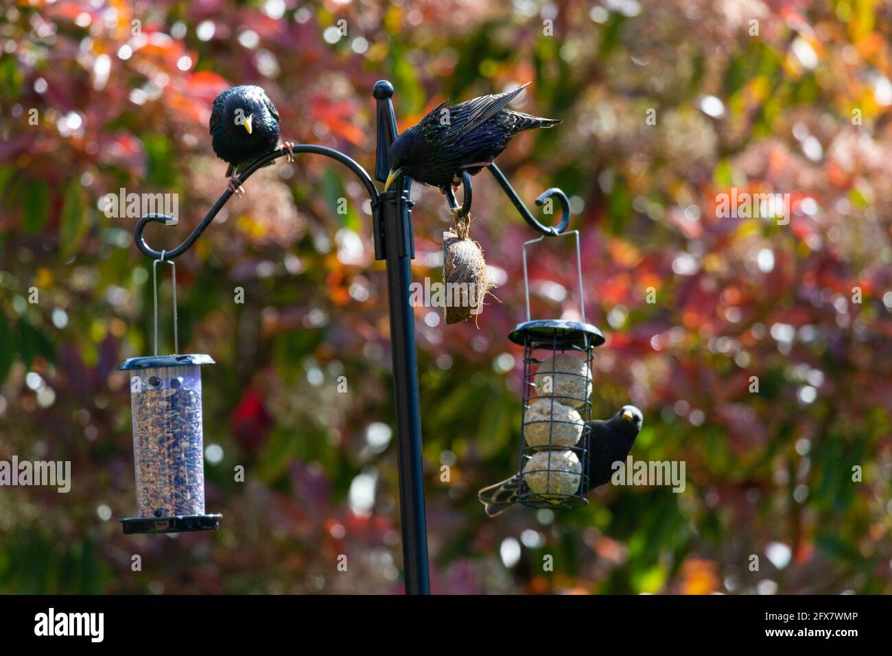Kent birds hi-res stock photography and images - Alamy