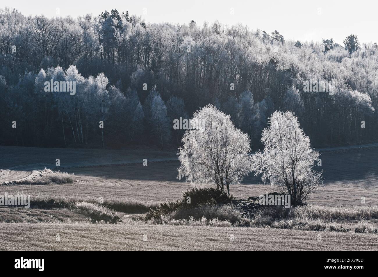 Frosty trees standing on field Stock Photo - Alamy