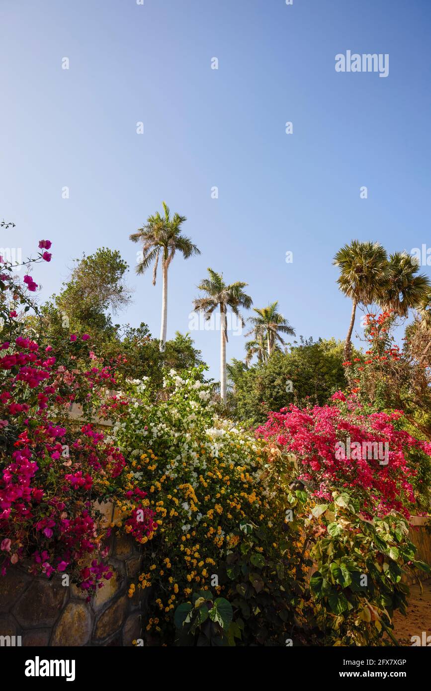 Aswan Botanical Garden High Resolution Stock Photography and Images - Alamy
