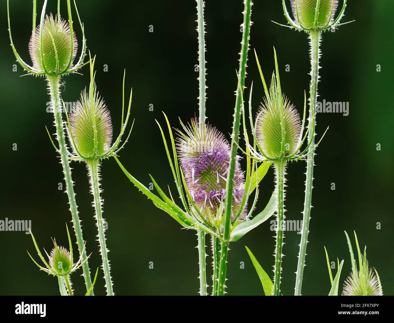 Teasel Uk Flower High Resolution Stock Photography and Images - Alamy