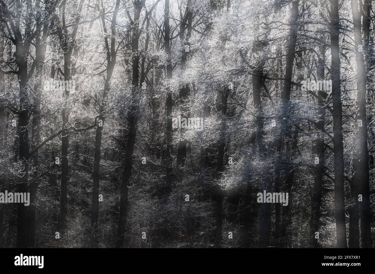 Frozen forest hi-res stock photography and images - Alamy