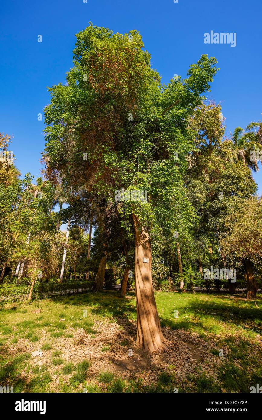 Aswan Botanical Garden High Resolution Stock Photography and Images - Alamy