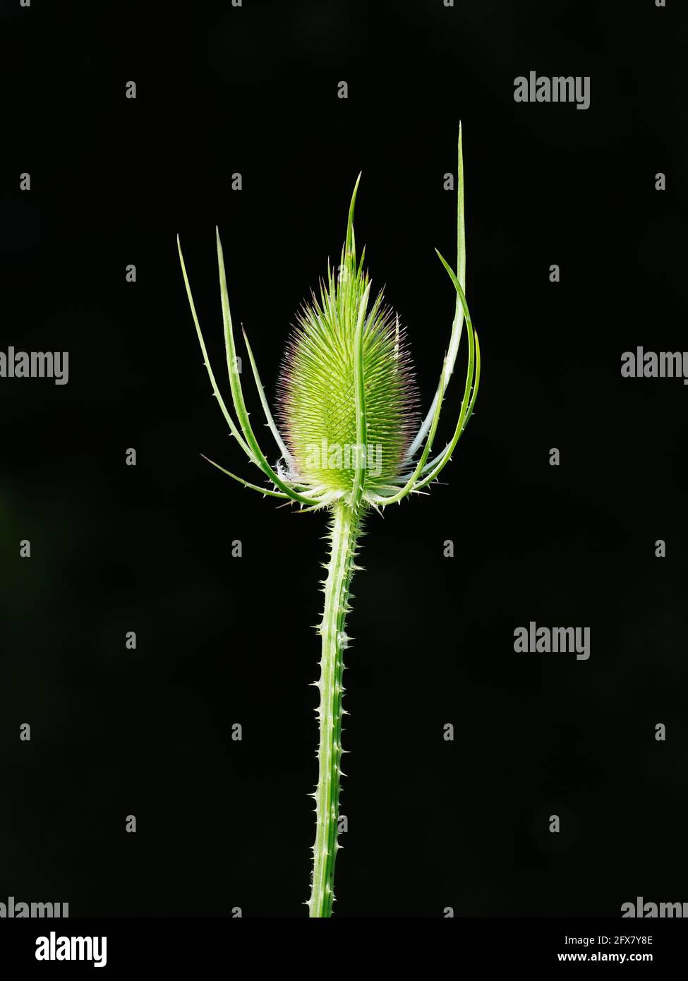 Teasel Uk Flower High Resolution Stock Photography and Images - Alamy