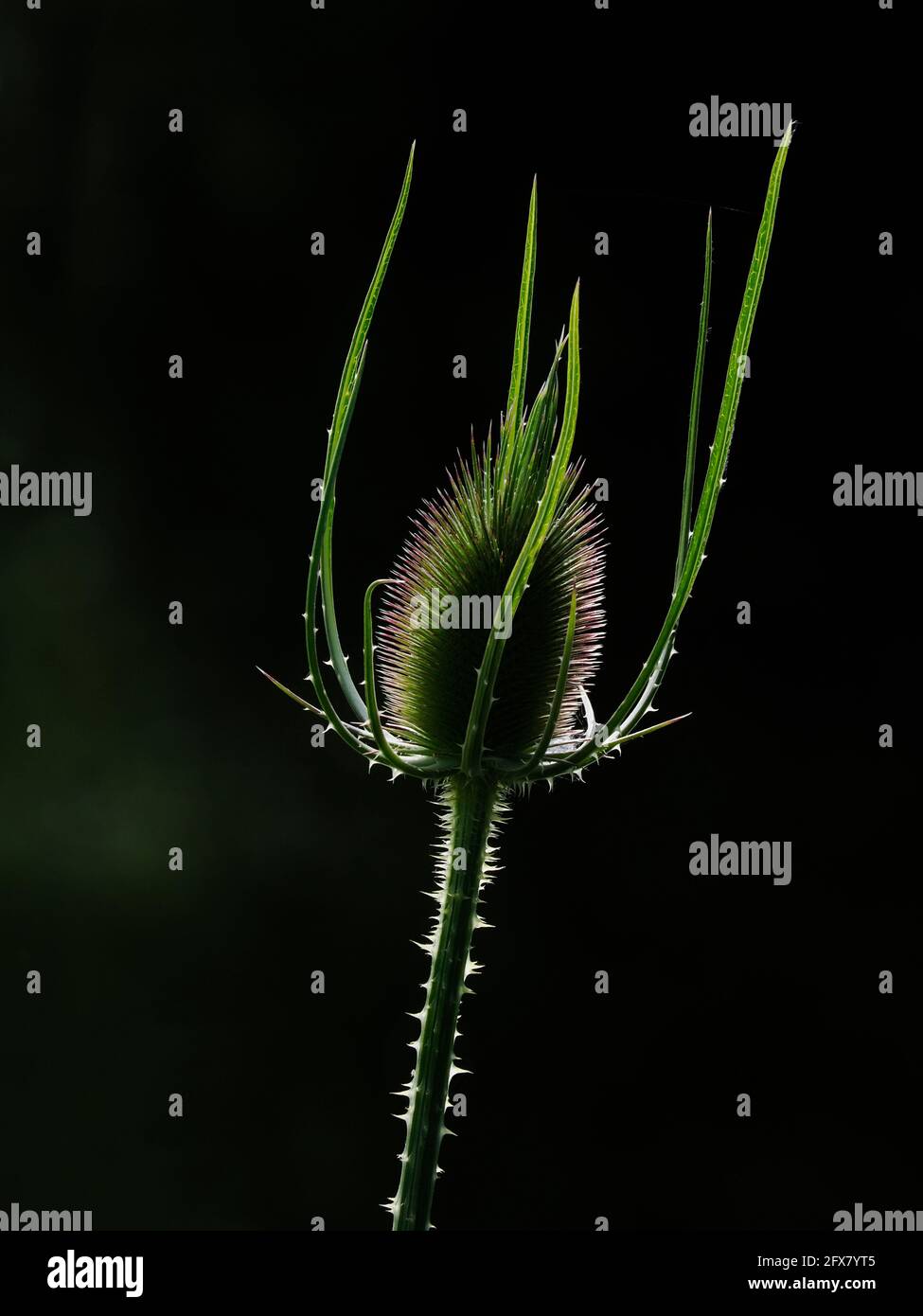 Teasel Uk Flower High Resolution Stock Photography and Images - Alamy