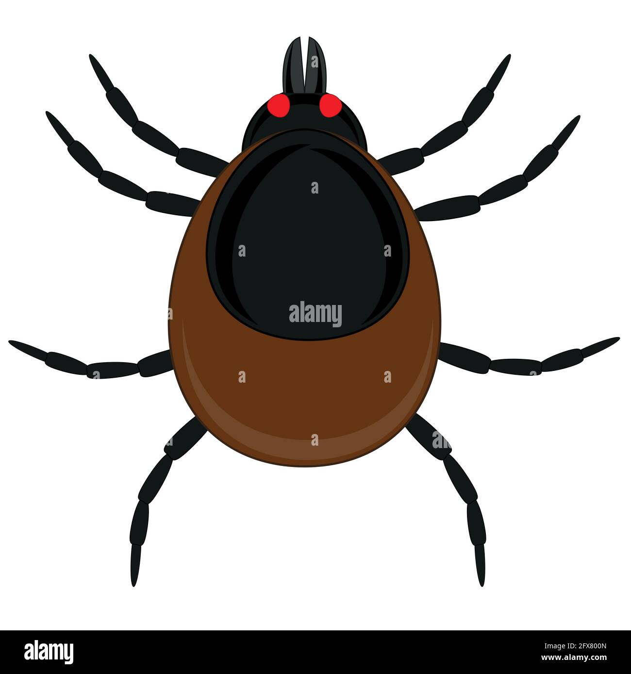 Mite bugs vector illustration isolated on white background.Parasite ...