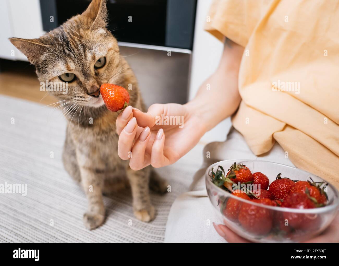The cat sniffs berry Stock Photo - Alamy