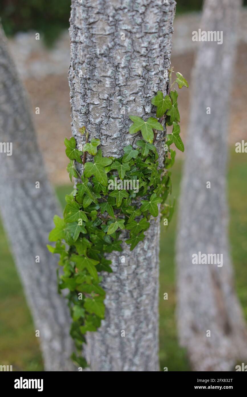 Ivy growing up a tree stem Stock Photo - Alamy