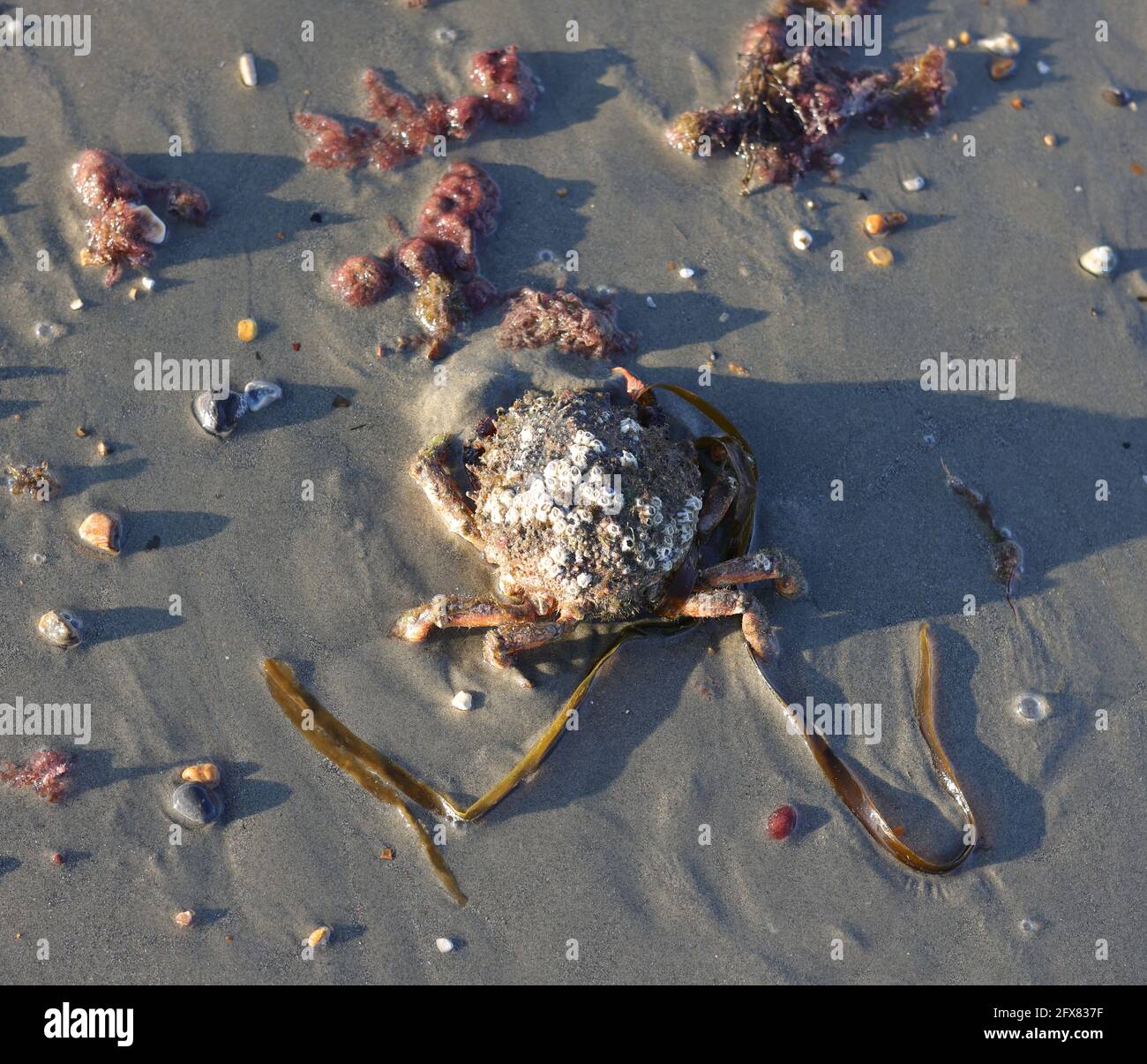 Crab seen half dug in the sand on the south coast of the UK at low tide ...