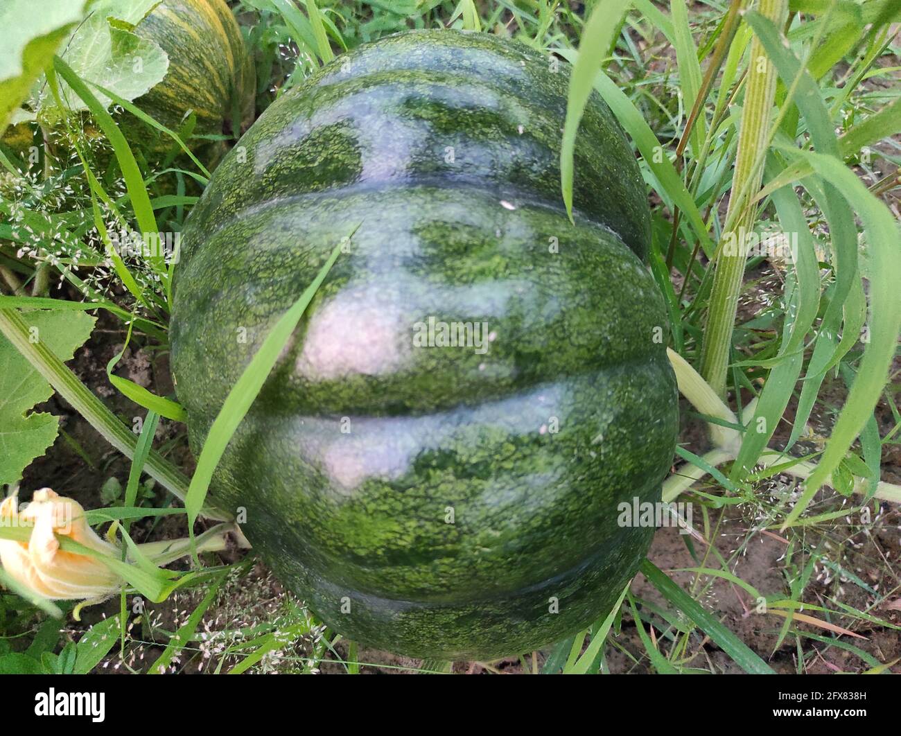 Closeup shot of a growing green pumpkin Stock Photo - Alamy