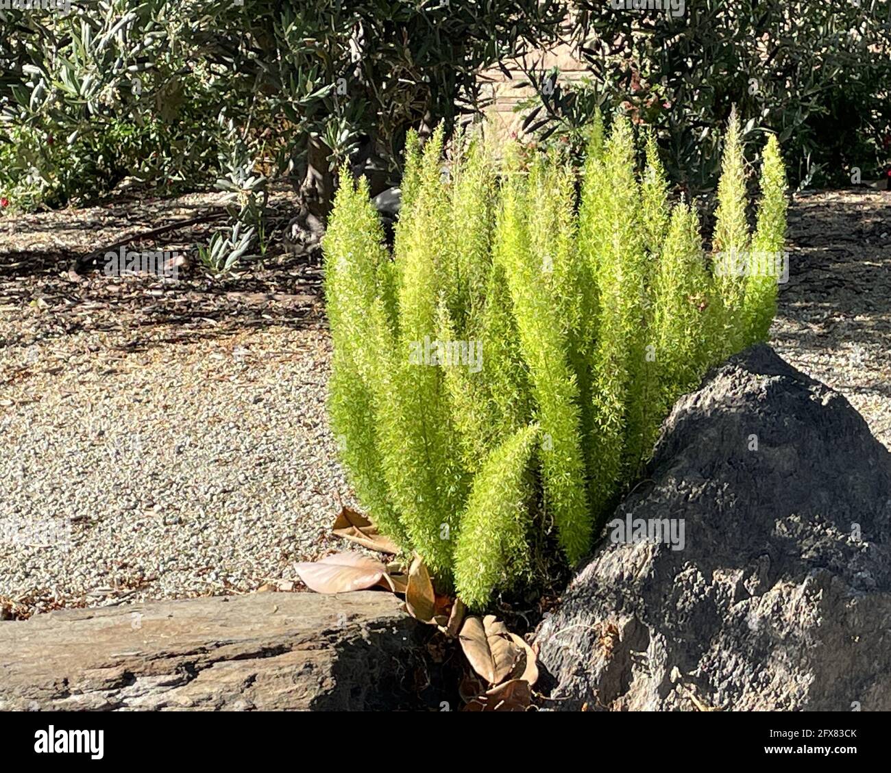 Closeup of foxtail fern plants surrounded by rocks in a sunny garden ...