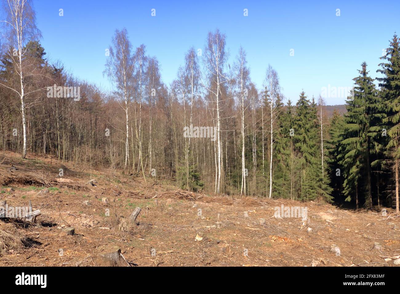 Pine tree forestry exploitation in a sunny day. The stumps and logs ...