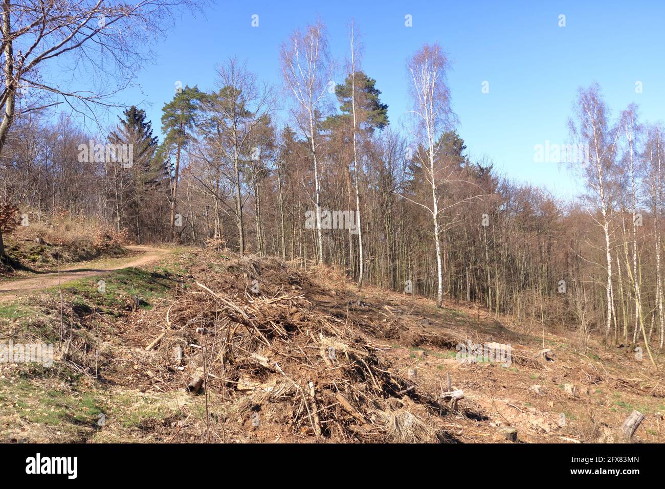 Pine tree forestry exploitation in a sunny day. The stumps and logs ...