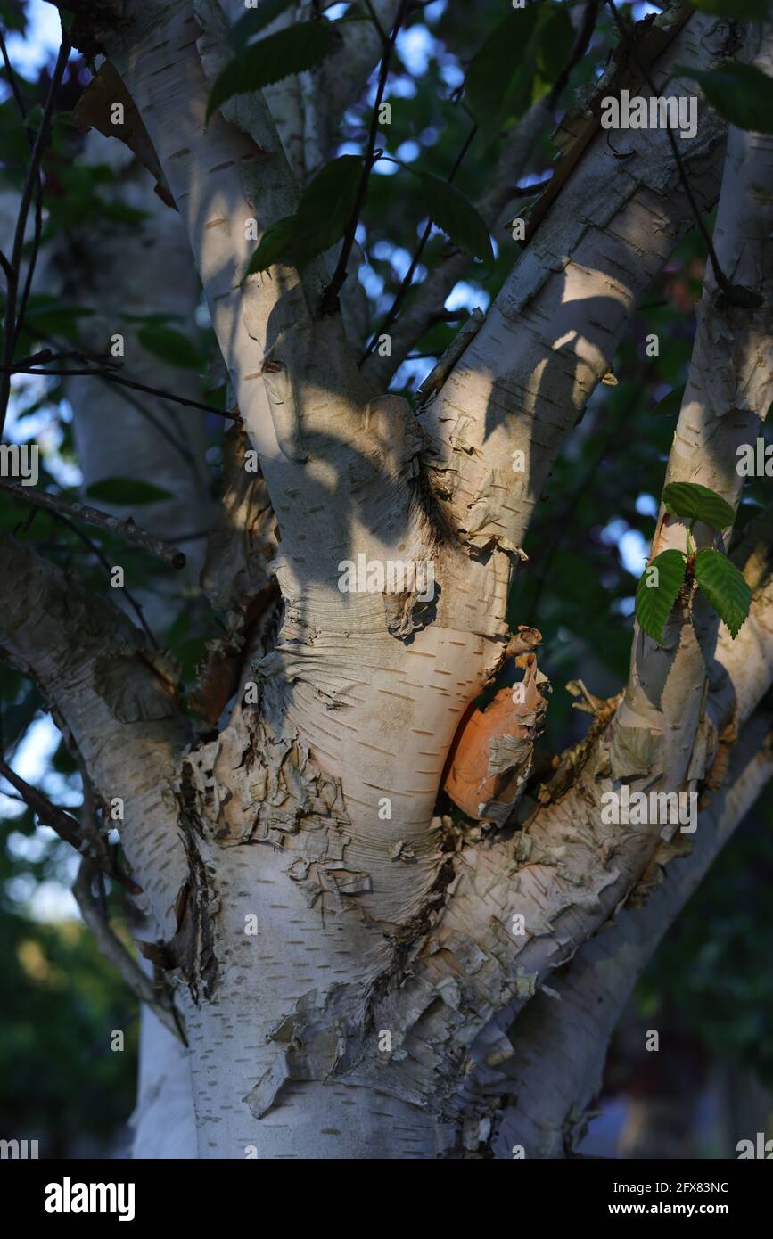 Context of horticulture hi-res stock photography and images - Alamy