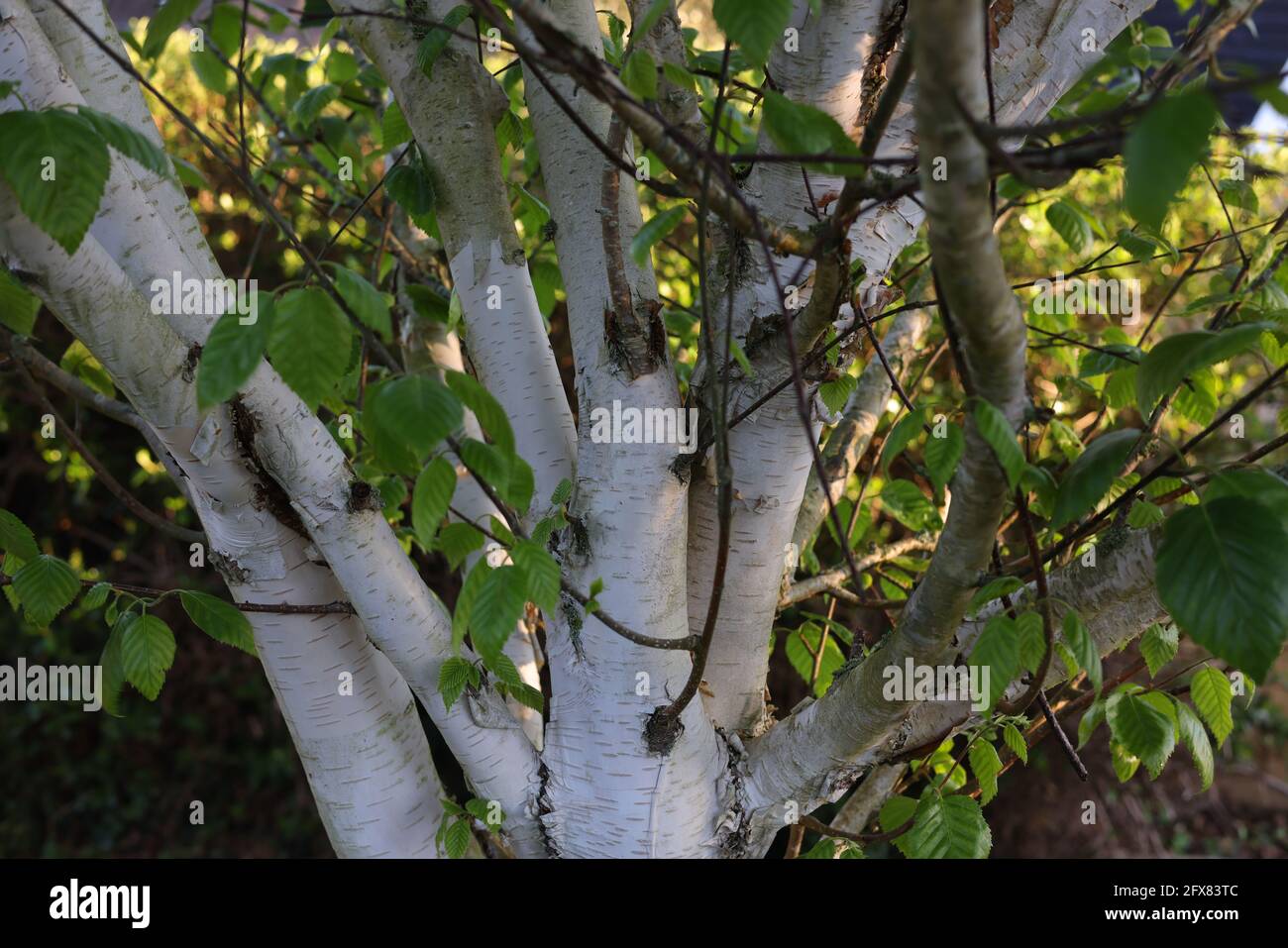 Context of horticulture hi-res stock photography and images - Alamy