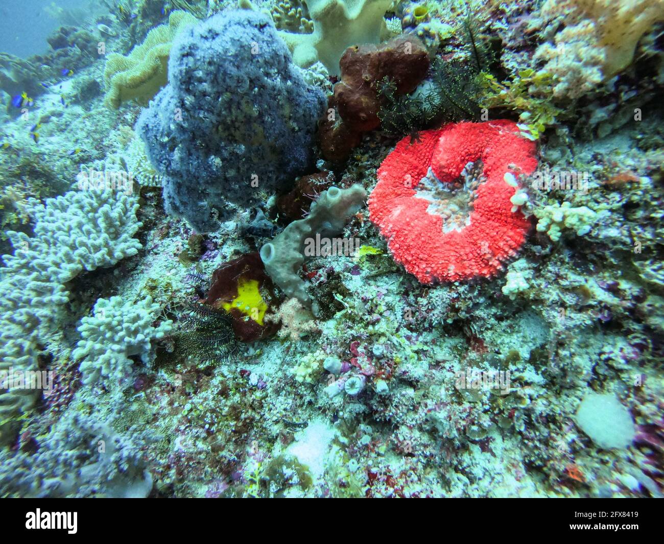 Horizontal background of beautiful marine life with interesting ...