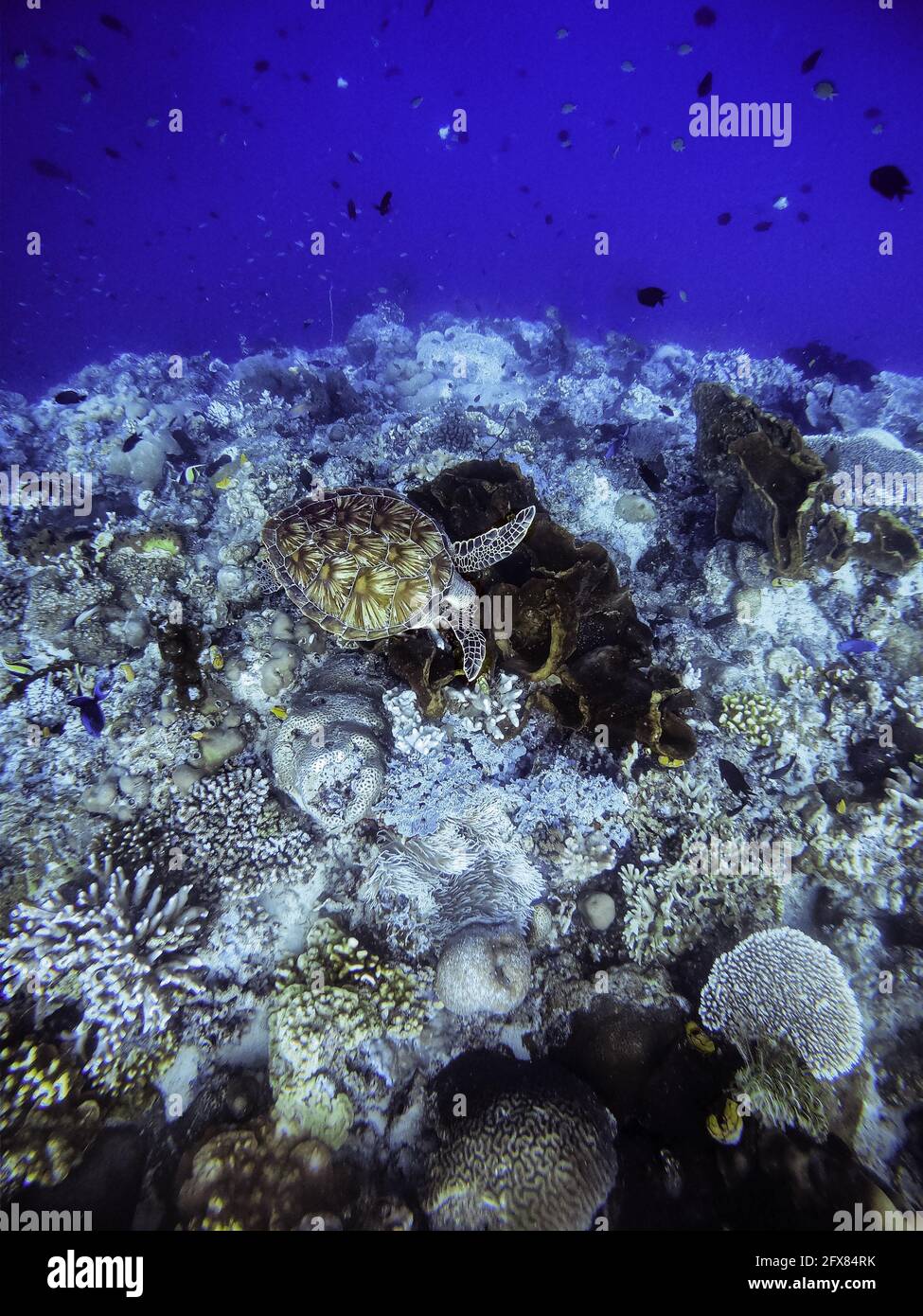 Vertical background of beautiful marine life with interesting creatures ...