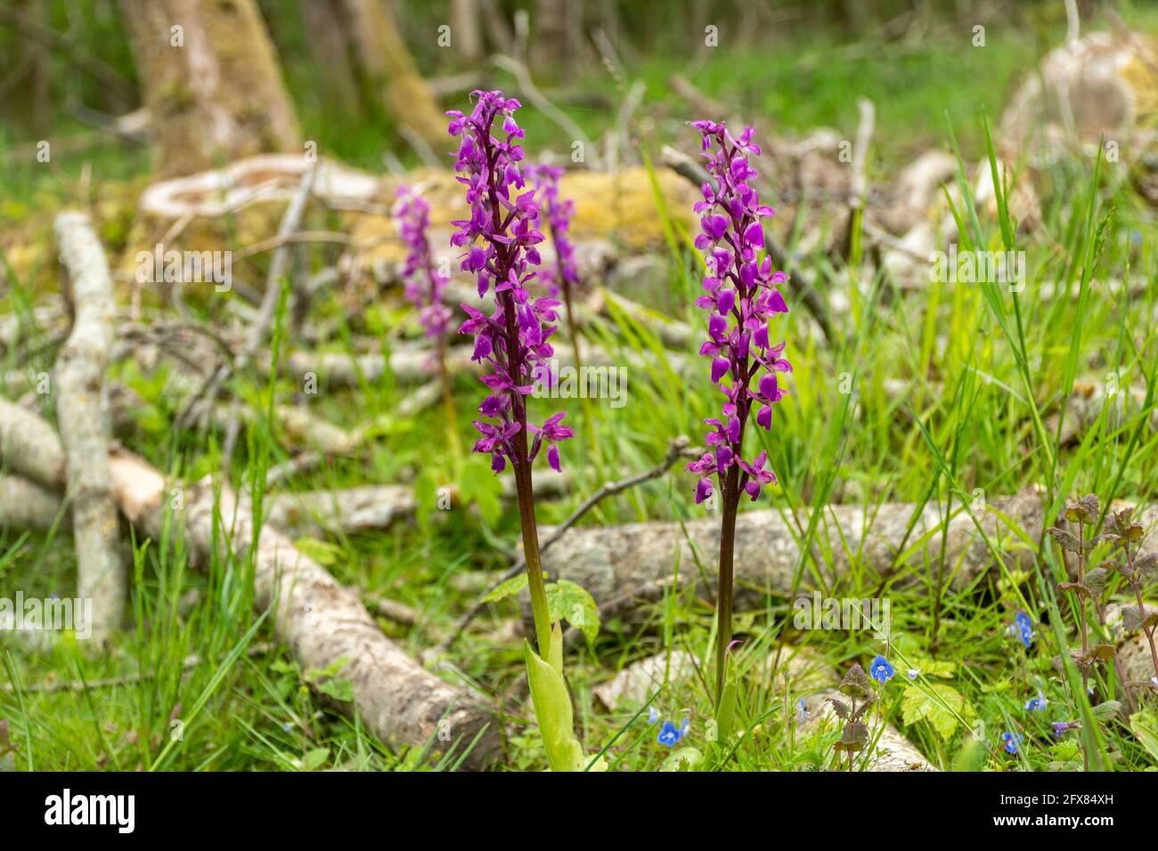 Early purple orchids (Orchis mascula) in a woodland clearing during May ...