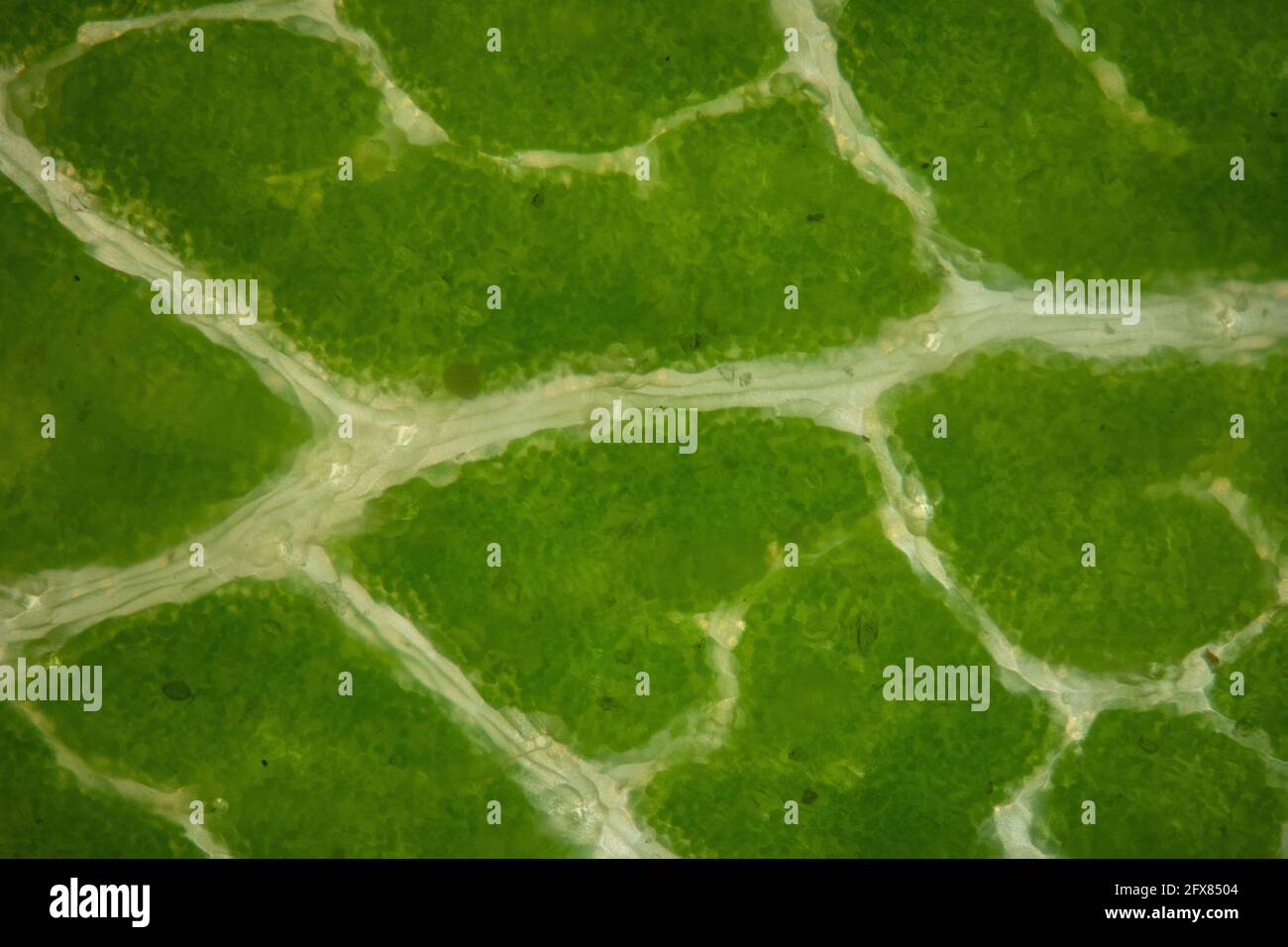 Leaf of a deciduous tree with leaf veins under a microscope 100x Stock ...