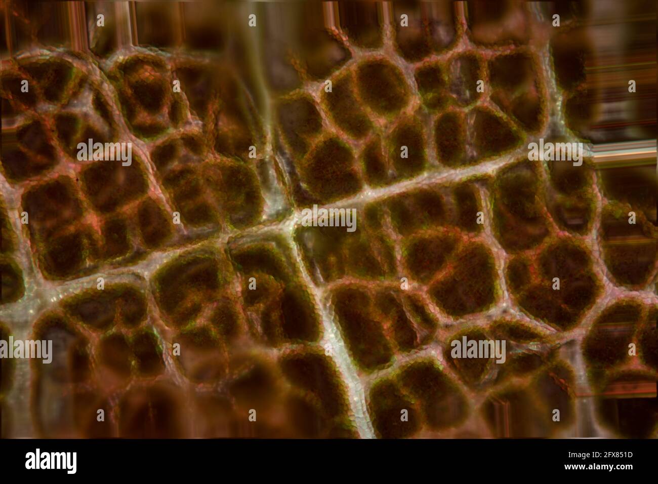 Porphyra Under Microscope