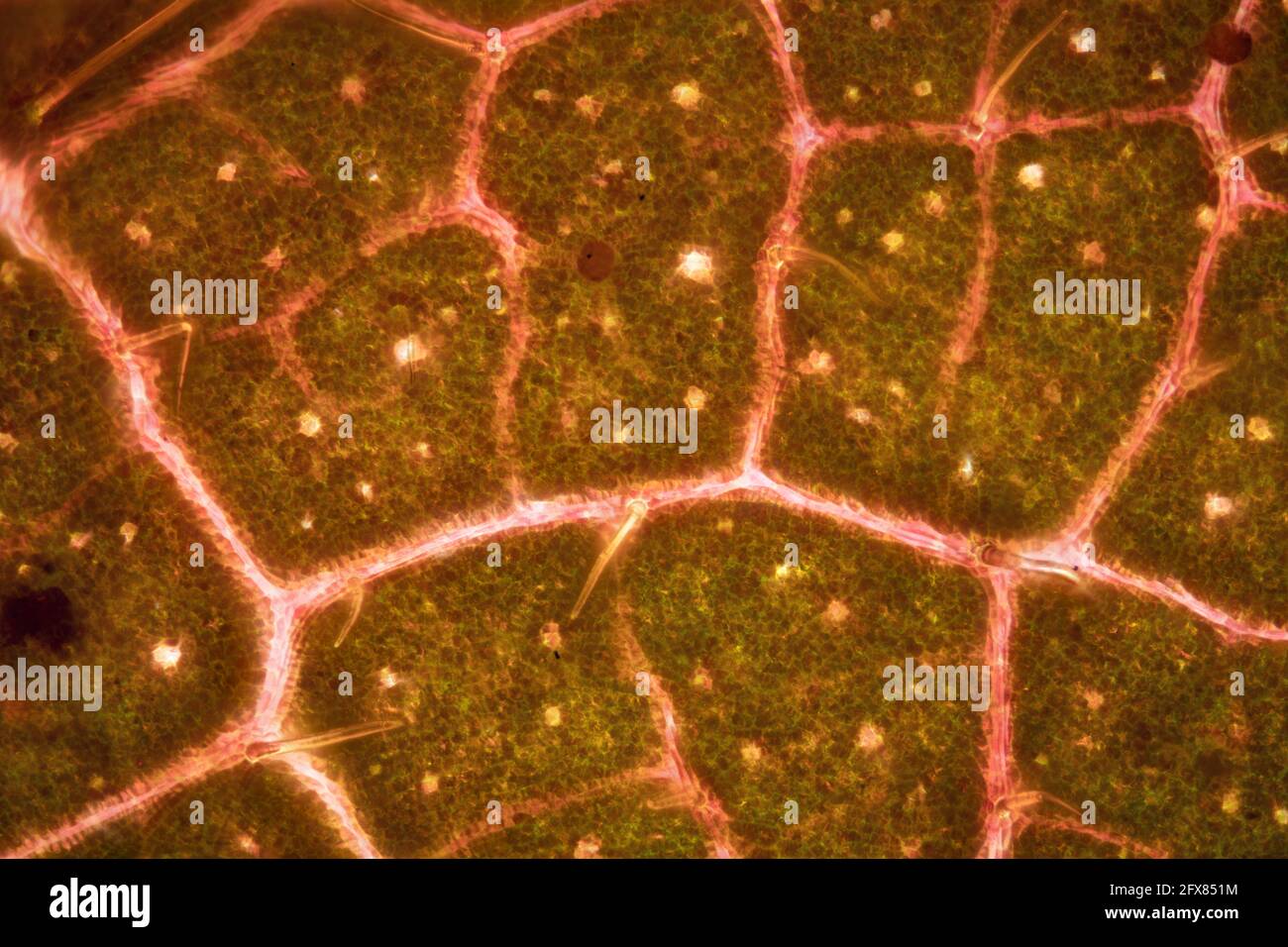 Leaf of a deciduous tree with leaf veins under a microscope 100x Stock ...