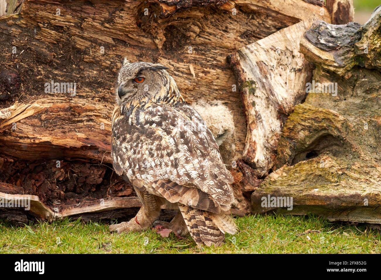 A six week old owl chick eagle owl with its mother. A piece of bloody ...