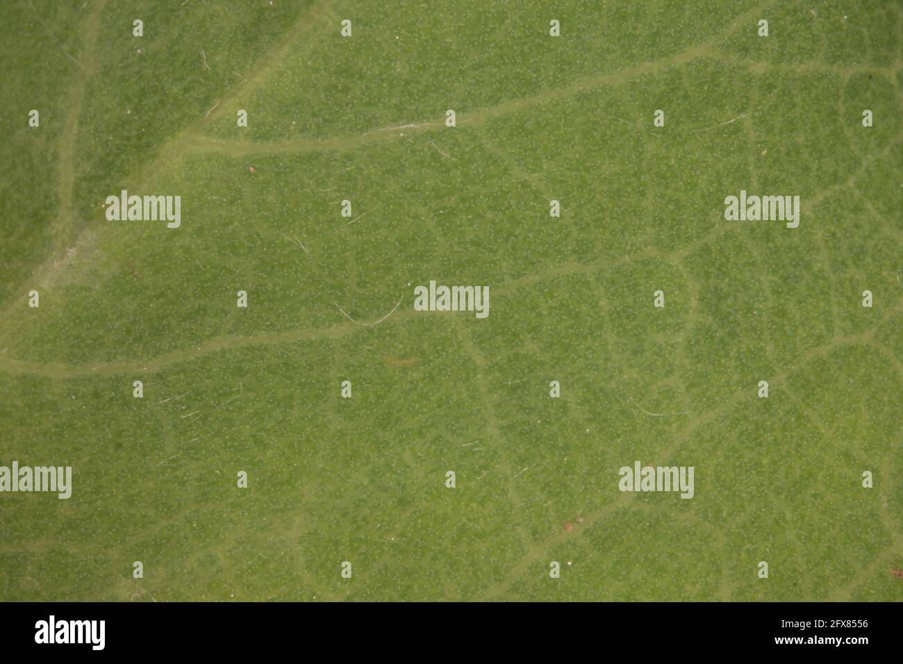 Leaf of a deciduous tree with leaf veins under a magnifying glass Stock ...