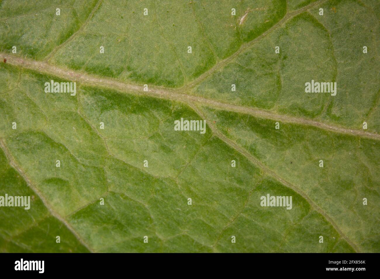 Leaf of a deciduous tree with leaf veins under a magnifying glass Stock ...