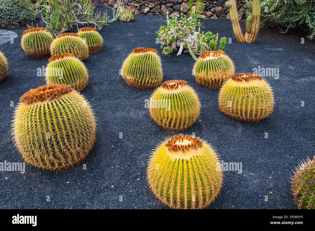 Different types beautiful cactuses hi-res stock photography and images ...