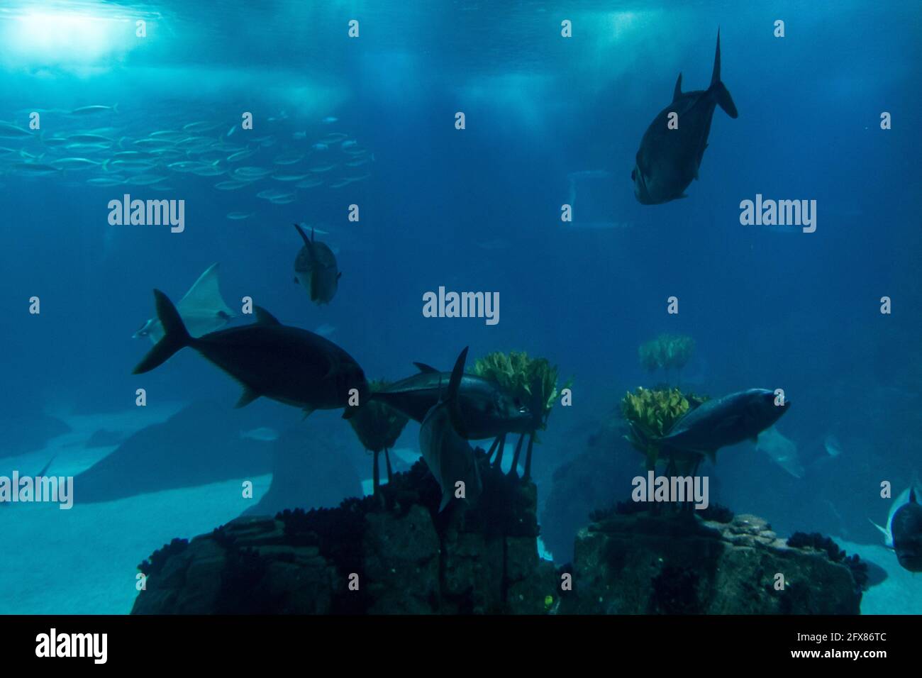 Fiji water tank hi-res stock photography and images - Alamy