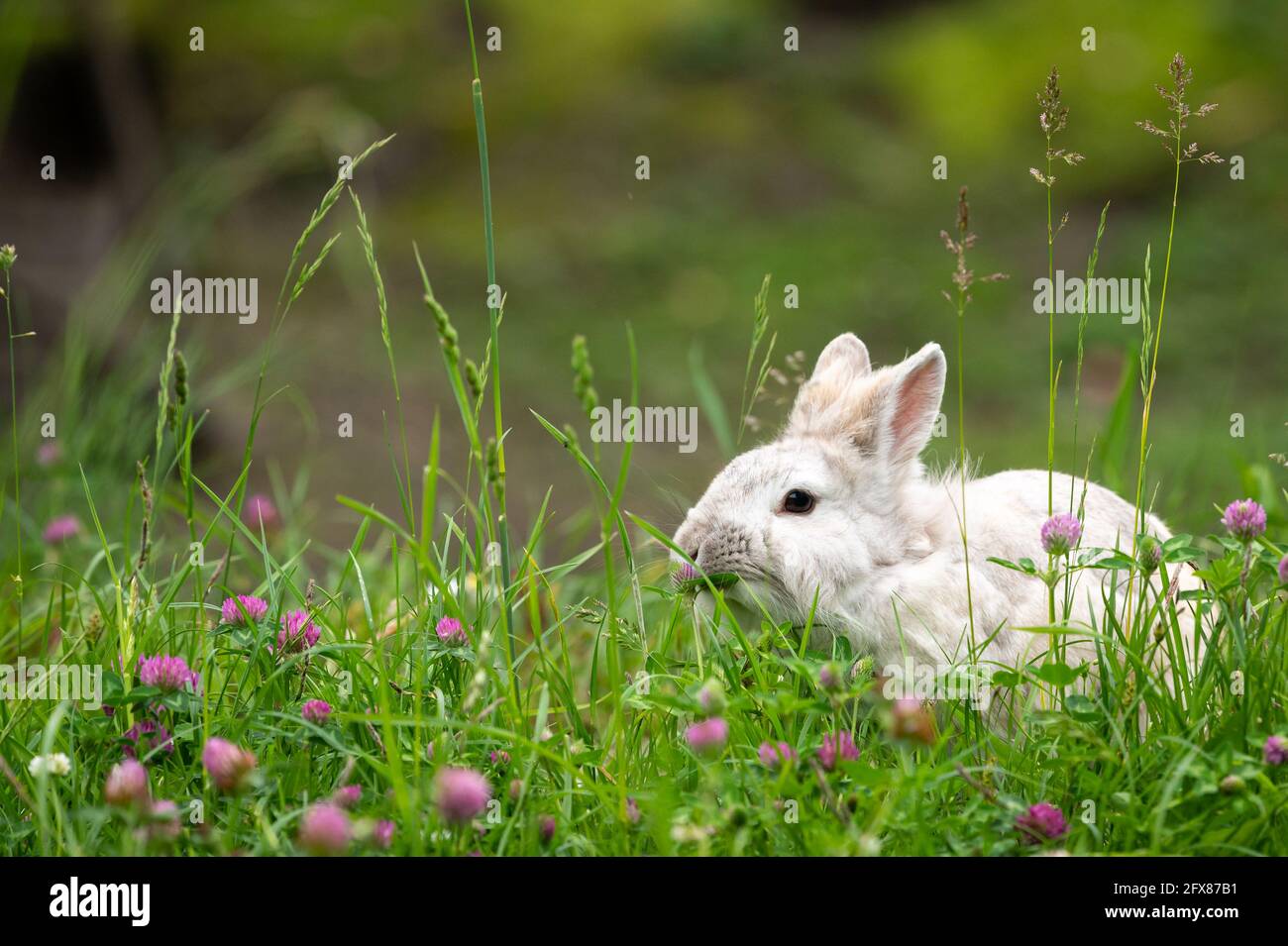 Cloudy The Rabbit