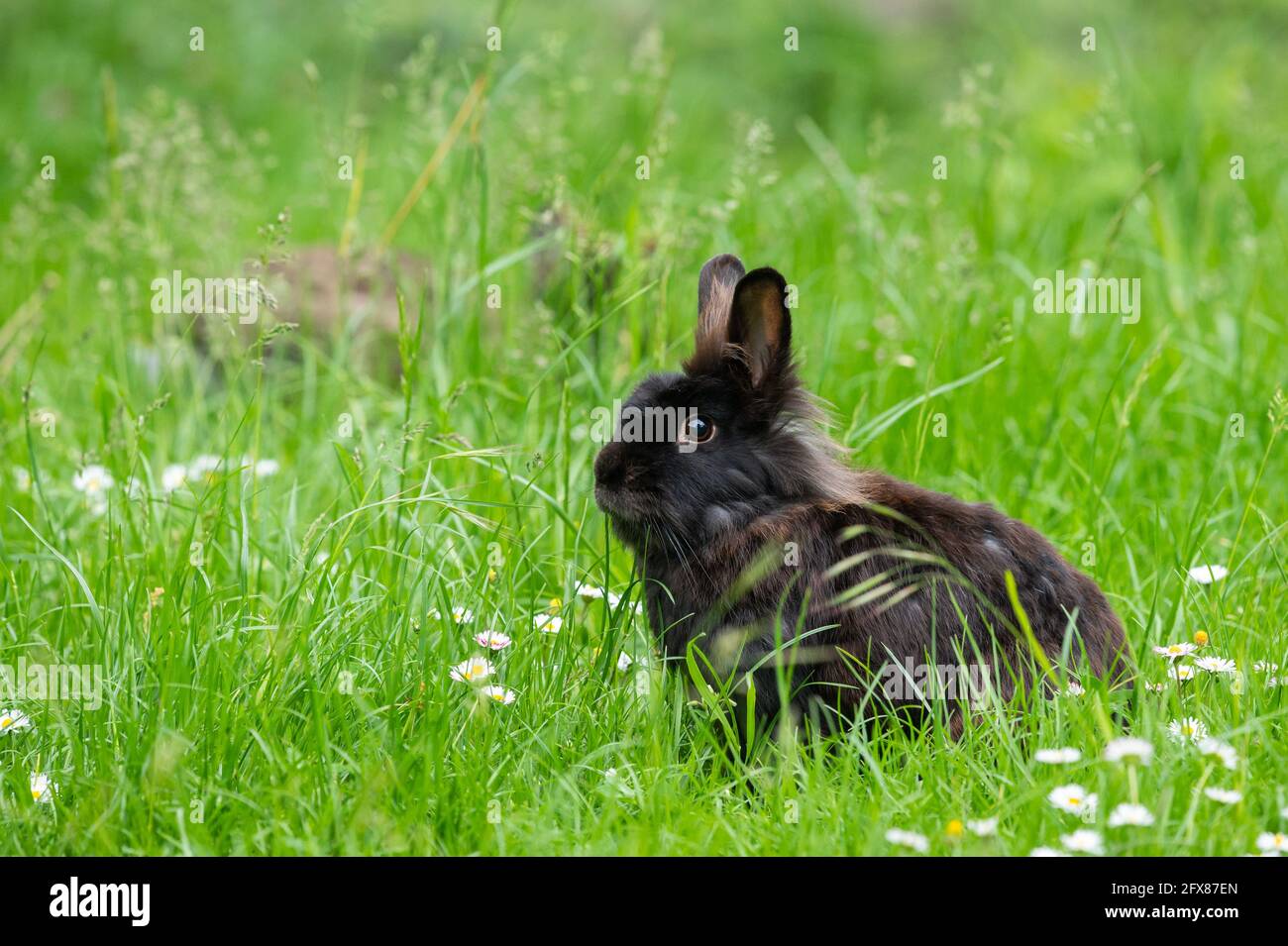 Dwarf clover hi-res stock photography and images - Alamy