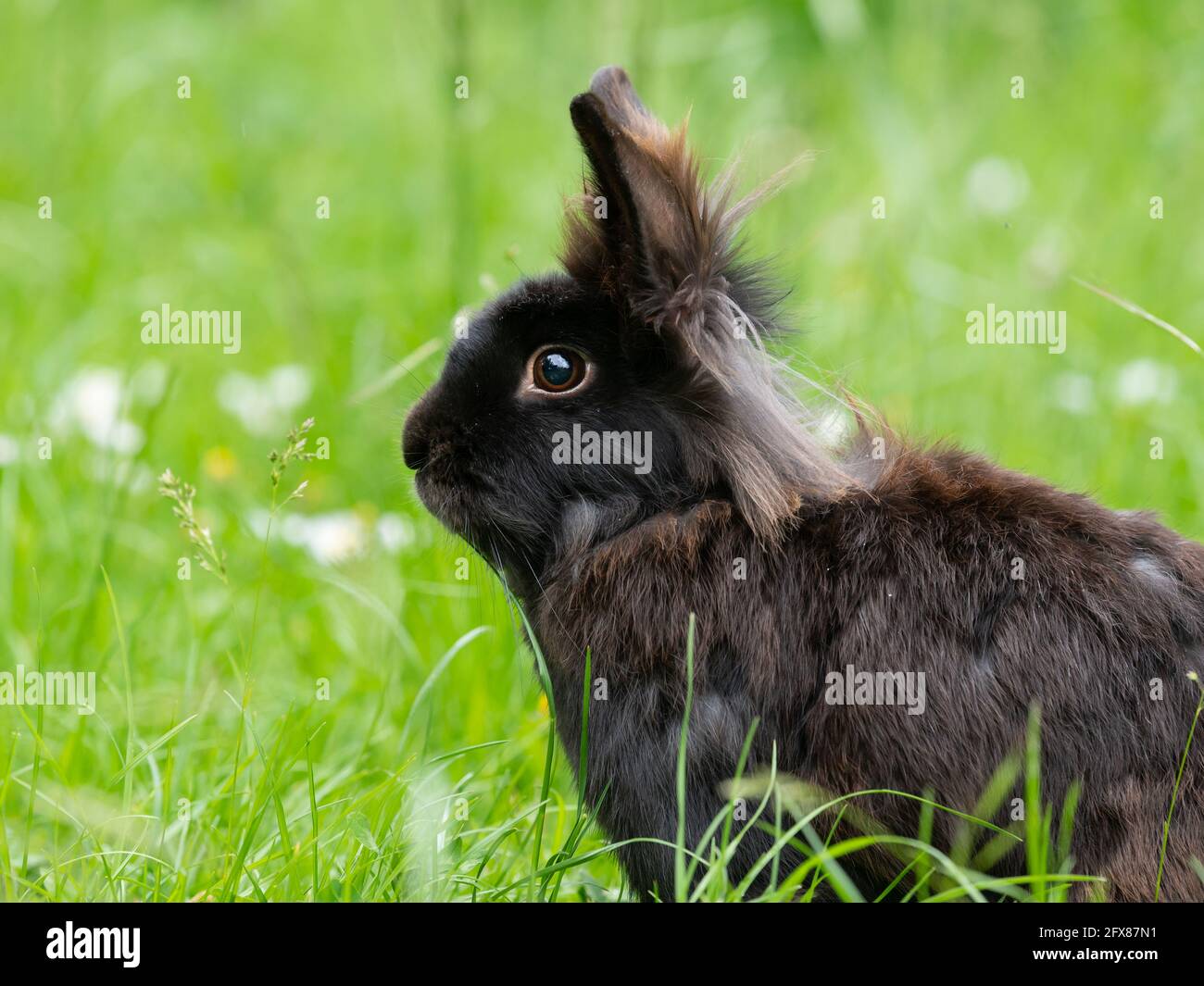 Cloudy The Rabbit