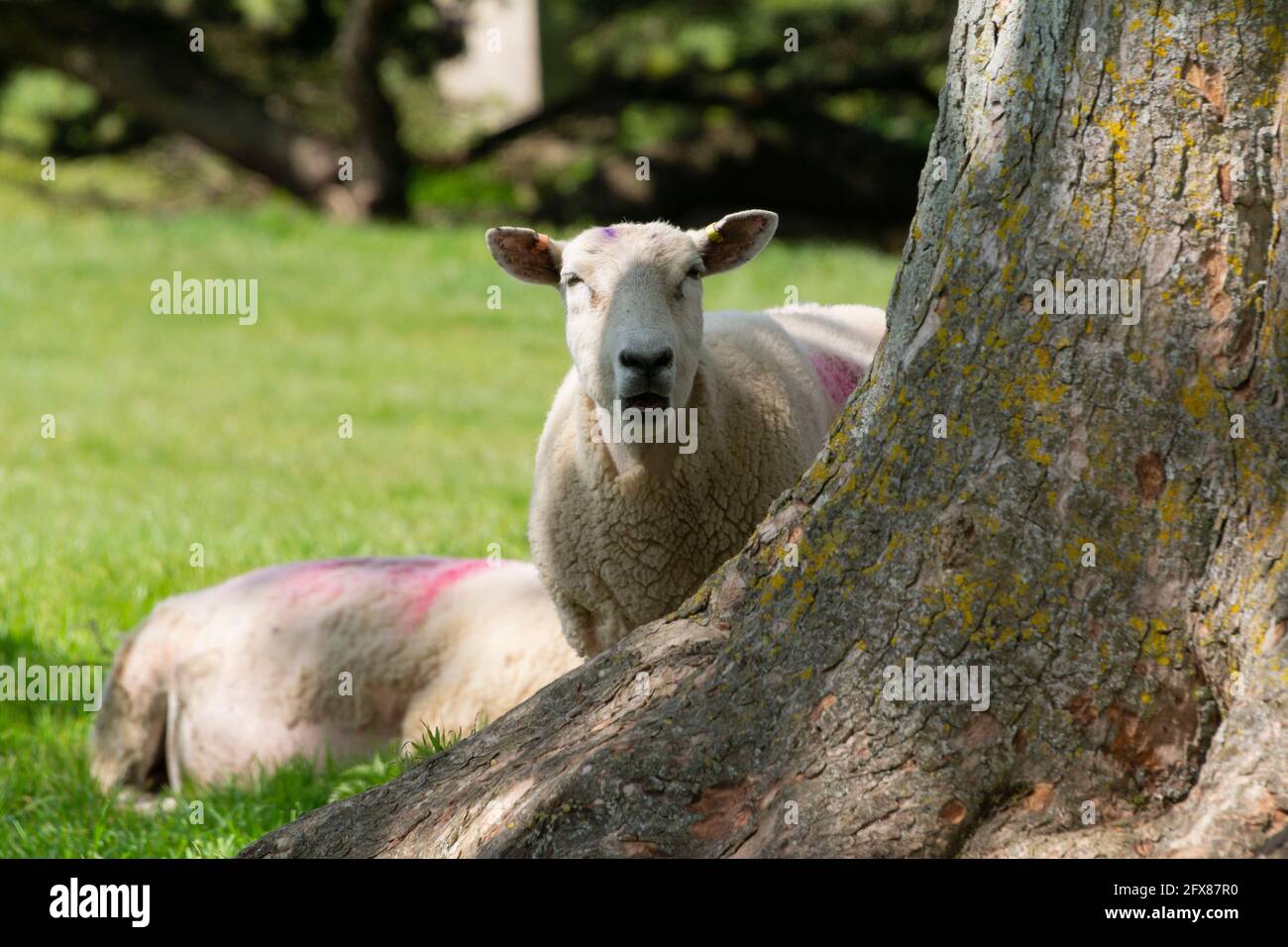 Peering Around Tree High Resolution Stock Photography and Images - Alamy