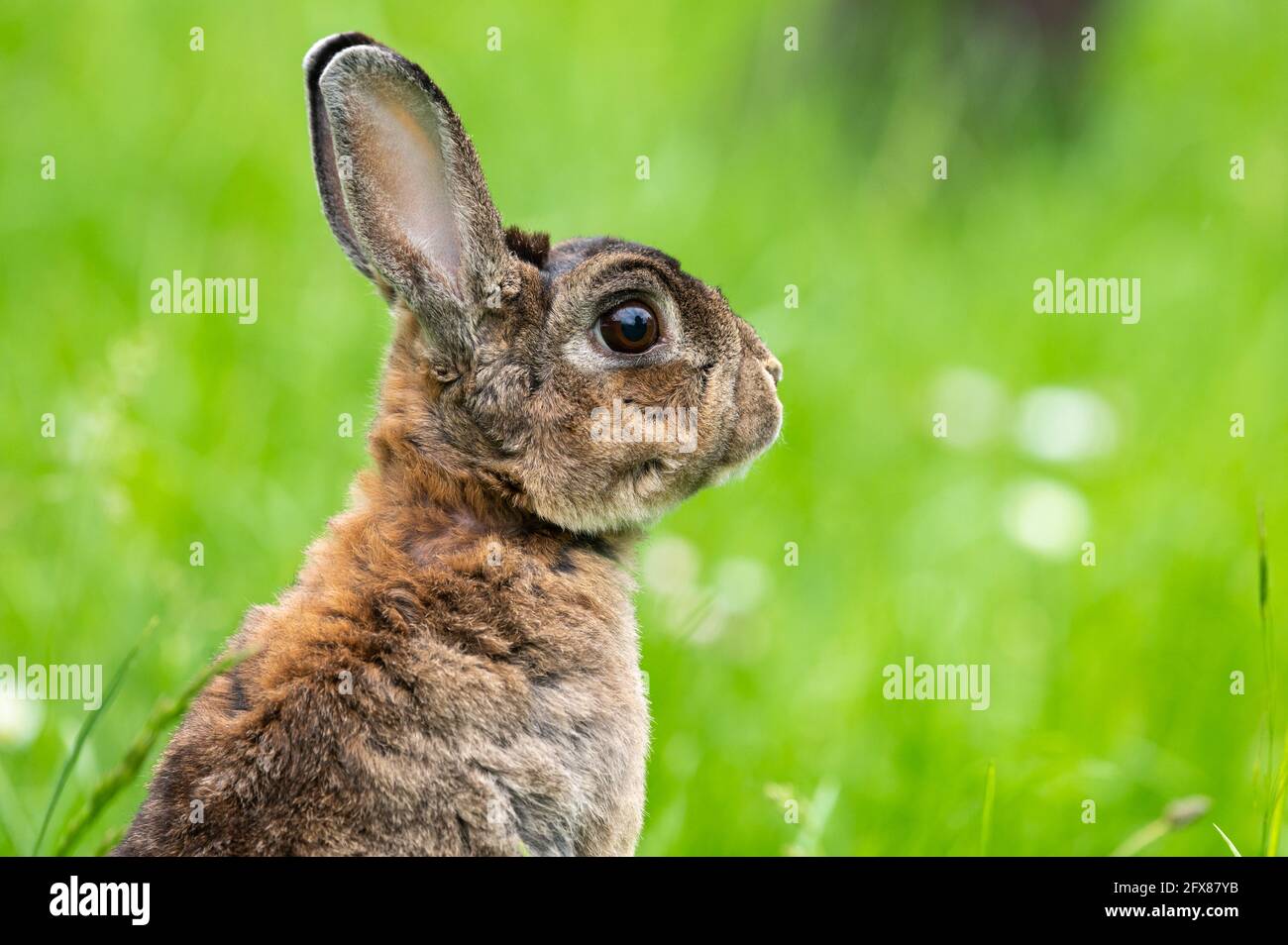 A brown cute dwarf rabbit in a green meadow, red and white clover ...