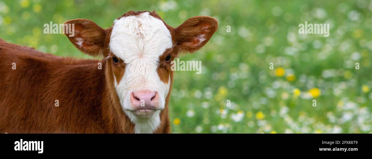Calf wallpaper hi-res stock photography and images - Alamy