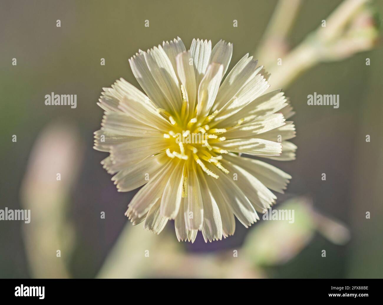 Yellow flower with yellow stigma hi-res stock photography and images ...