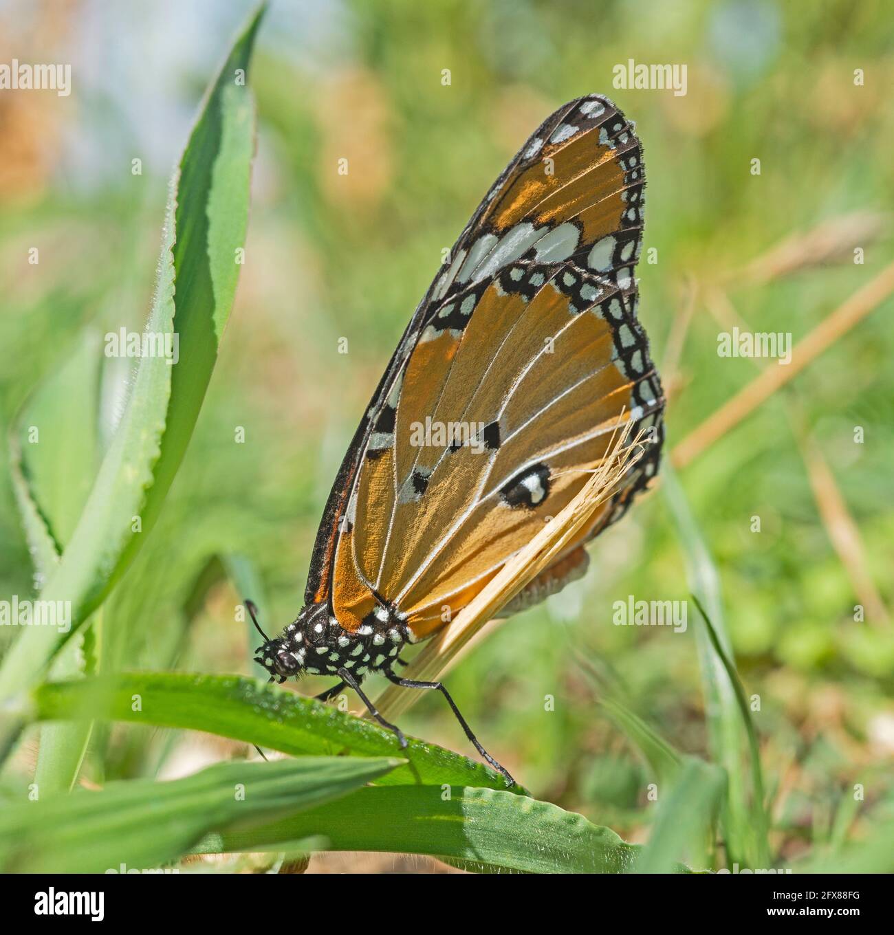 Butterfly Legs Close Up High Resolution Stock Photography and Images ...