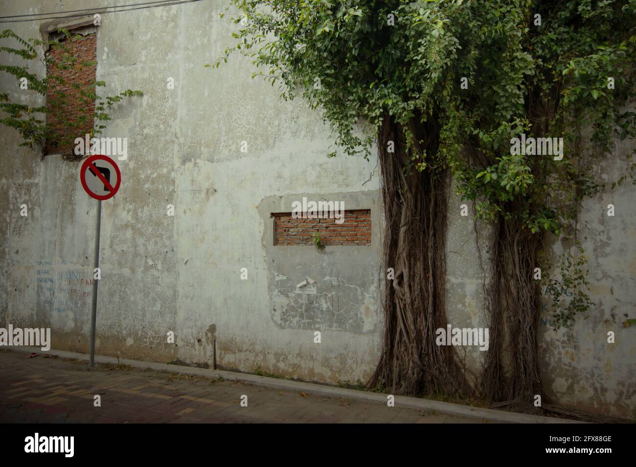A fig (ficus) tree growing at wall of a building in the old part of ...