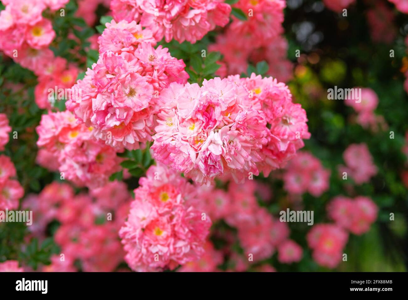 Roses plantation hi-res stock photography and images - Alamy