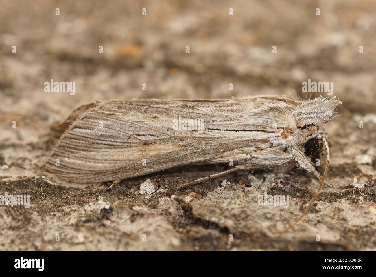 Closeup of a shark moth (Cucullia umbratica) on a piece of bark Stock ...