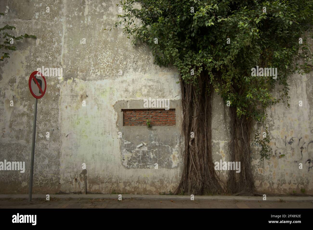 A fig (ficus) tree growing at wall of a building in the old part of ...
