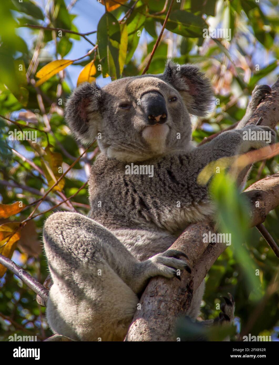 Close-up of wild koala (endangered species), Phascolarctos cinereus, in ...