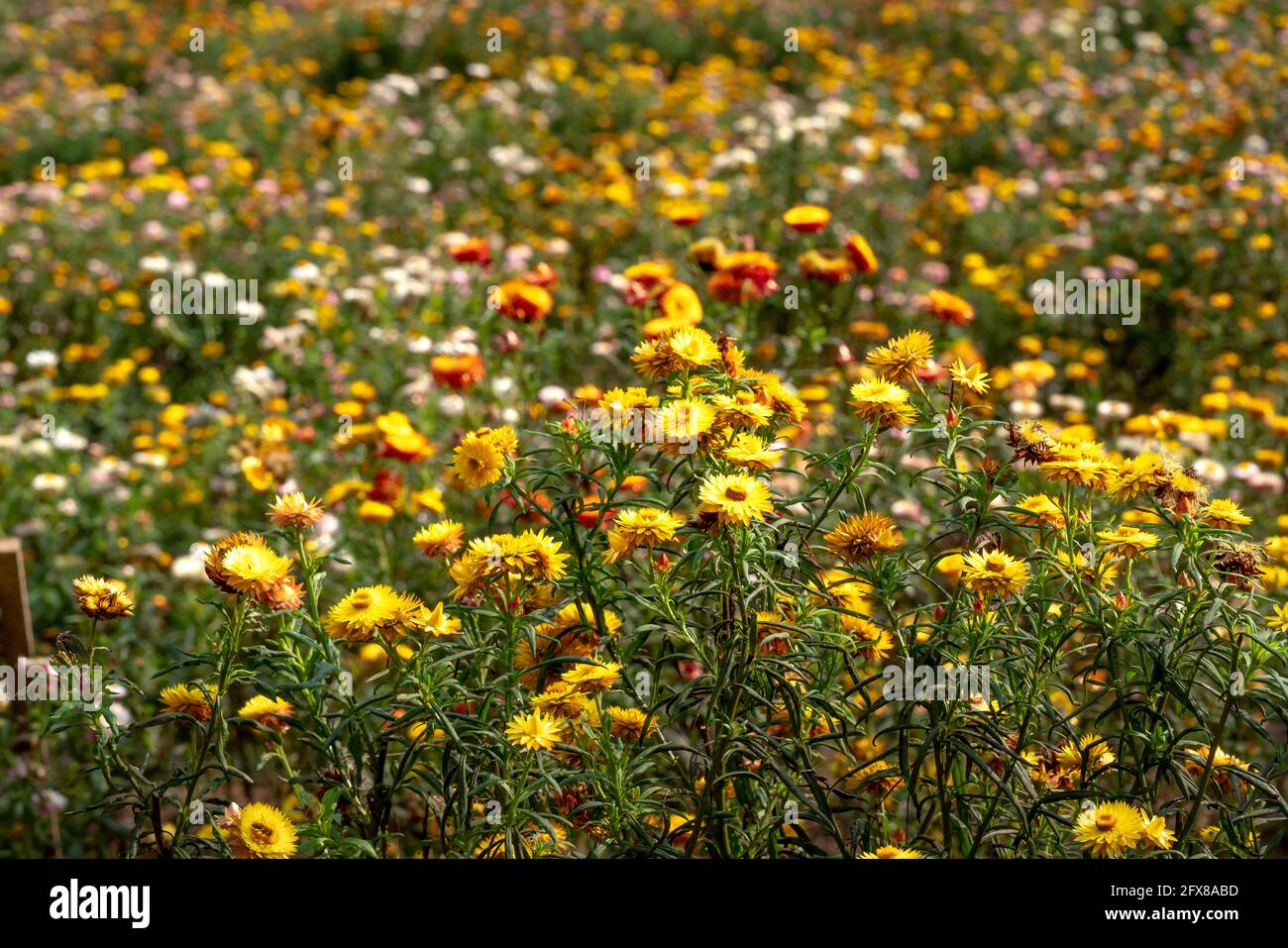 Eternal flower pattern hi-res stock photography and images - Alamy