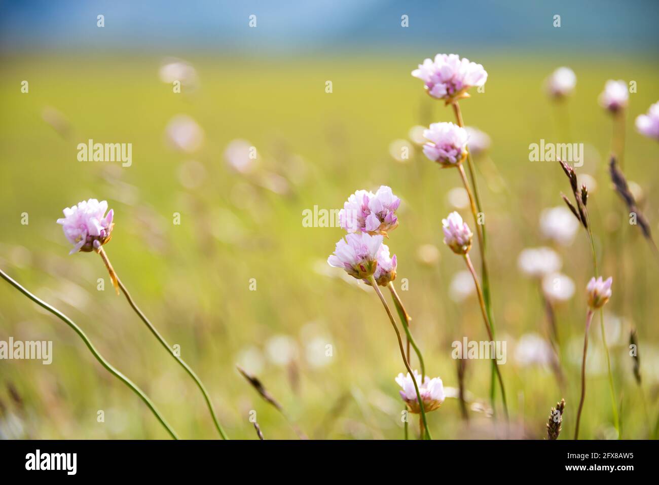Field of blooming flowers in summer Stock Photo - Alamy