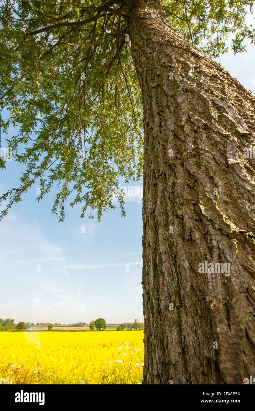 Willow tree bark hi-res stock photography and images - Alamy