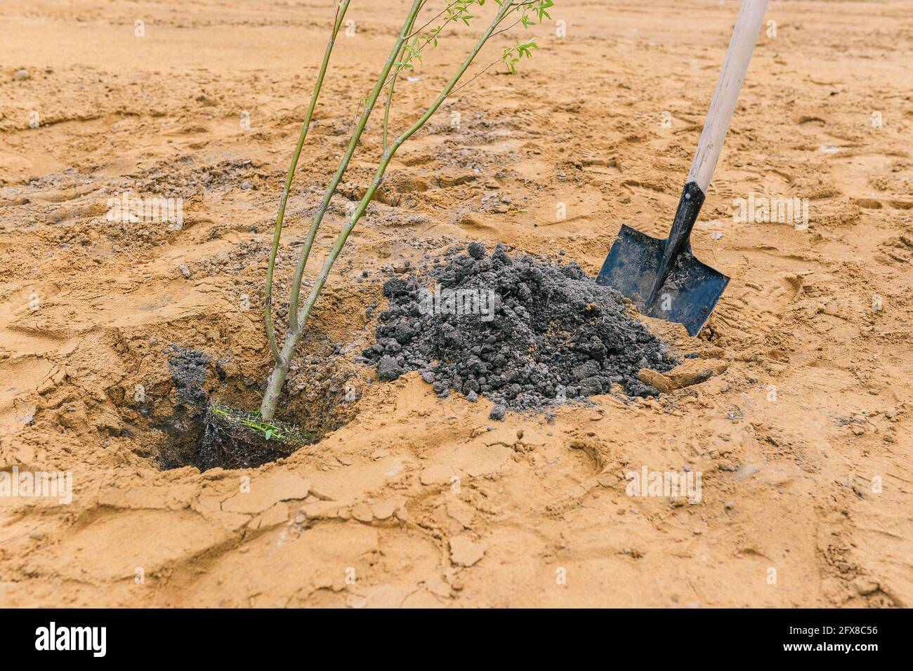 Shovel, a sapling of a tree with roots and a dug hole. Planting a tree ...