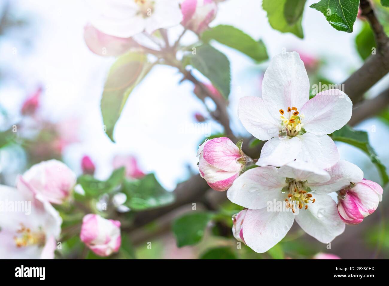Blooming apple tree with white flowers in spring. Flowering apple trees ...