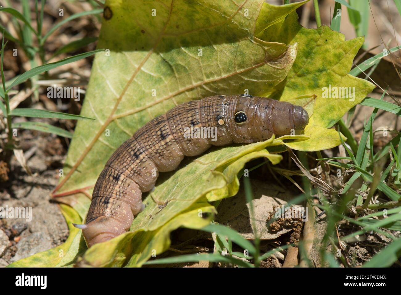 Butterfly and moth caterpillars hi-res stock photography and images - Alamy